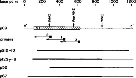 Figure 2 From Human Interferon γ Is Encoded By A Single Class Of Mrna