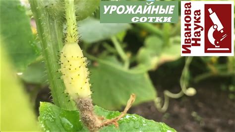 Желтеет и гниет завязь огурца Как спасти урожай Youtube