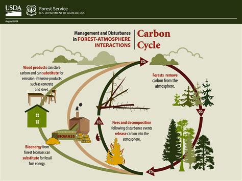 Carbon Us Forest Service