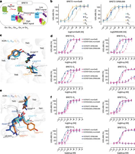 Comparison Of The Receptorg Protein Binding Interface Of The Korgi1 Download Scientific