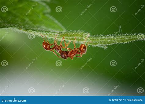 Red Fire Ant Stock Image Image Of Closeup Close Leaf 129767517