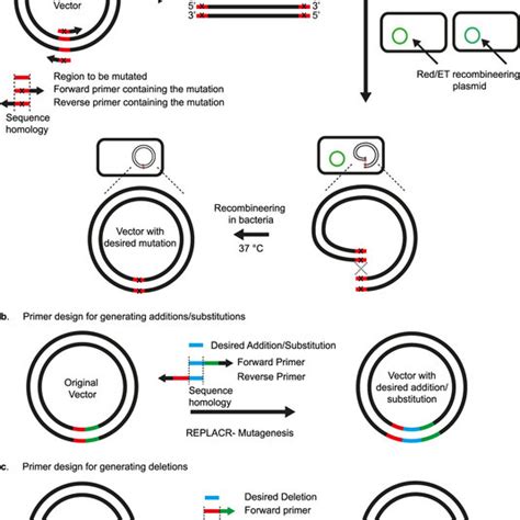 Principle Of Replacr Mutagenesis And Primer Design Strategy For