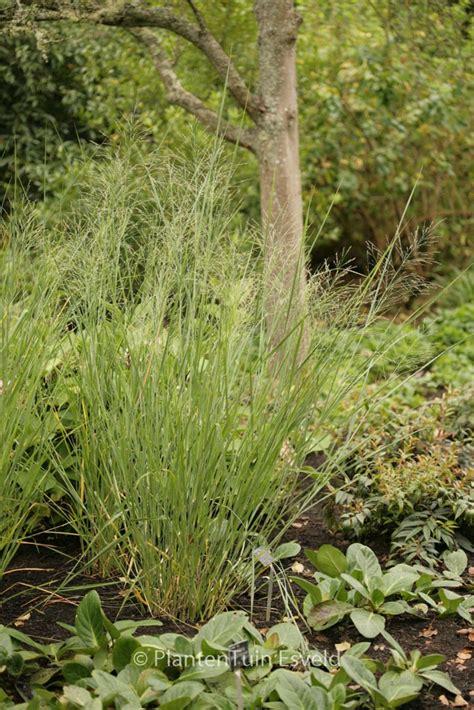 Panicum Virgatum ‘cloud Nine Esveld Shop