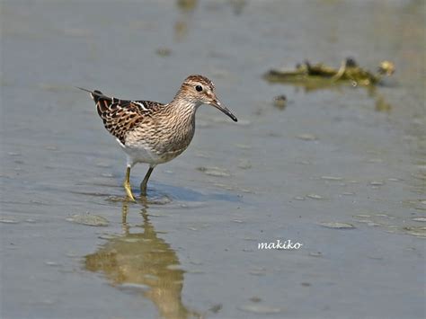 アメリカウズラシギ 小さな可愛い生き物たち