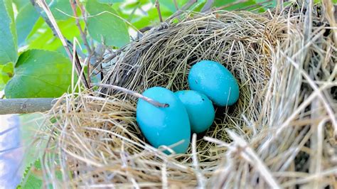 What Bird Lays Blue Eggs What Kind Of Bird Lays Blue Eggs