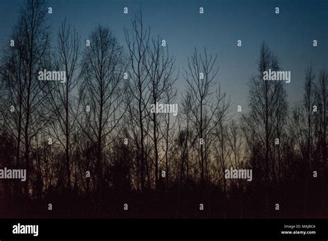 Trees In Winter Night On Dark Sky Background Stock Photo Alamy