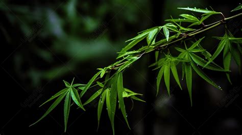 나무에 대나무 잎이 있는 비오는 배경 나무 잎 배경 오는 배경 대나무 배경 이미지 Hd 나무 잎 오는 대나무 배경 사진 무료 다운로드 Lovepik