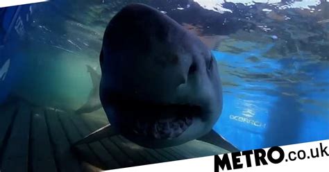 Watch Shark Draws Self Portrait With Gps Mapping As It Swims Through