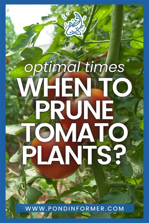 When To Prune Tomato Plants For Maximum Yield Tomato Plants Tomato Pruning Types Of Tomatoes