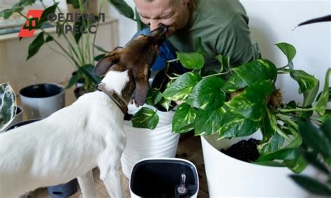 Как ухаживать за комнатными растениями зимой идеи и советы Москва ФедералПресс