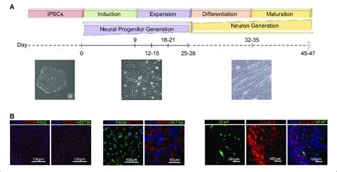 Generation And Characterization Of Human IPSCs Derived Neurons A A