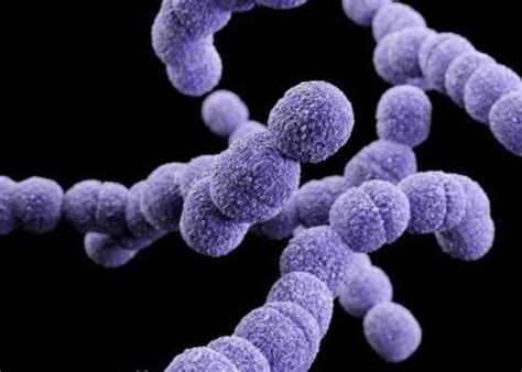 Antibiotic Gbs Prophylaxis Linked To Decreased Early Onset Neonatal