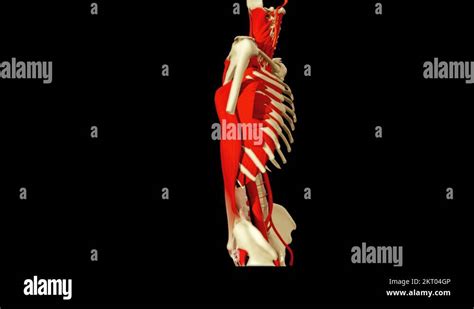 Cervical Spinal Nerves Stock Videos And Footage Hd And 4k Video Clips