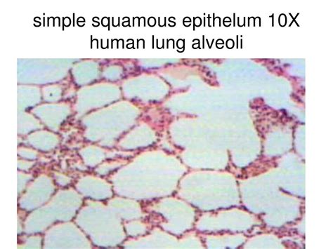 Function Of Simple Squamous Epithelium In Alveoli At Luke Earsman Blog