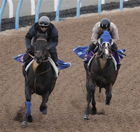 ウッドチップコース、併せ馬で追い切るシュトルーヴェ（左）とダノンベルーガ（撮影・郡司 修） スポニチ Sponichi Annex ギャンブル
