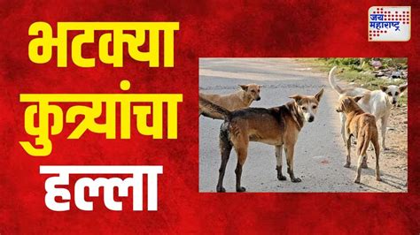 Palghar Stray Dogs Attack पालघरमध्ये ५ विद्यार्थ्यांवर भटक्या