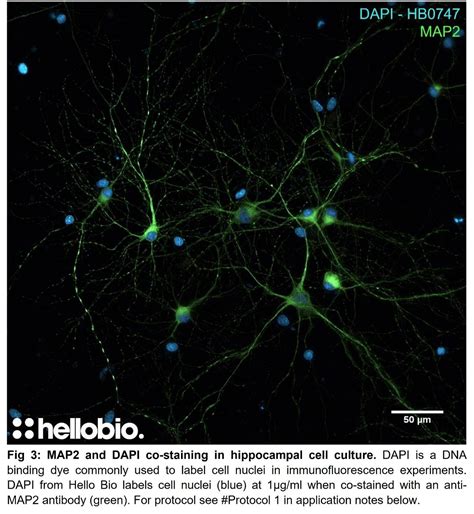 Dapi Counterstain Dna Stain Hello Bio