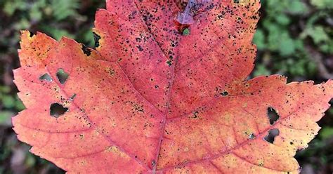 Fall Leaves From Maine Love The Partial Colors Album On Imgur