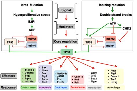 Tp53 Tumour Protein P53 Li Fraumeni Syndrome