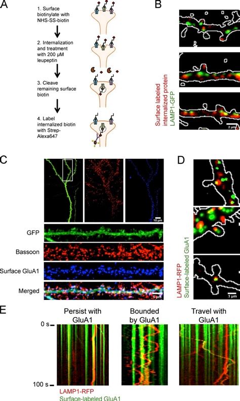Gfp Antibody Alexa Fluor™ 647 A 31852