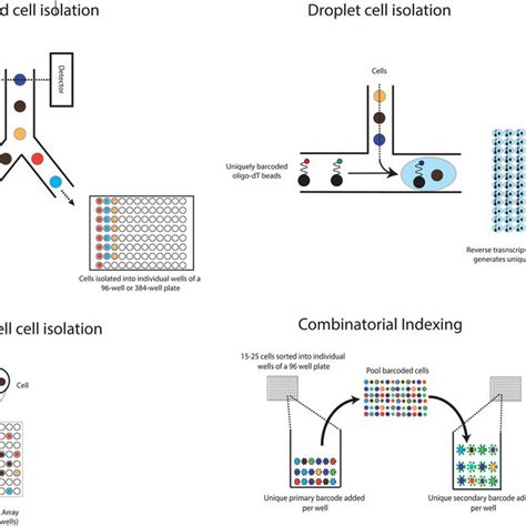 Methods For Transcriptomic Analysis Of Single Cells Download Table