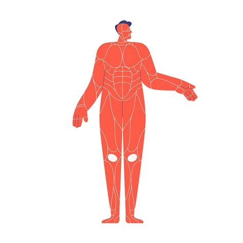6 페이지 사람 근육 평면도 이미지 Freepik에서 무료 다운로드