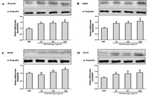 Naringin Enhances The Protein And Mrna Expression Of Osteoblastic Download Scientific Diagram