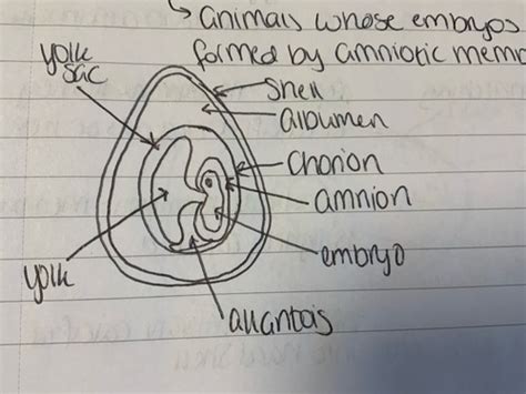 Avian Reproduction Flashcards Quizlet