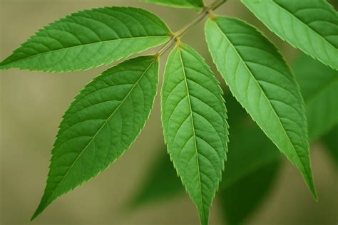 Hickory Tree Leaves Identification A Complete Guide