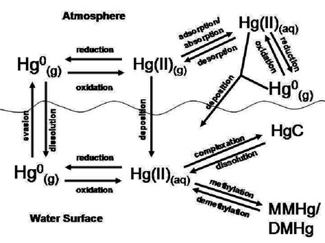 1 Schematic Of The Major Processes Which Affect The Speciation Of Hg Download Scientific