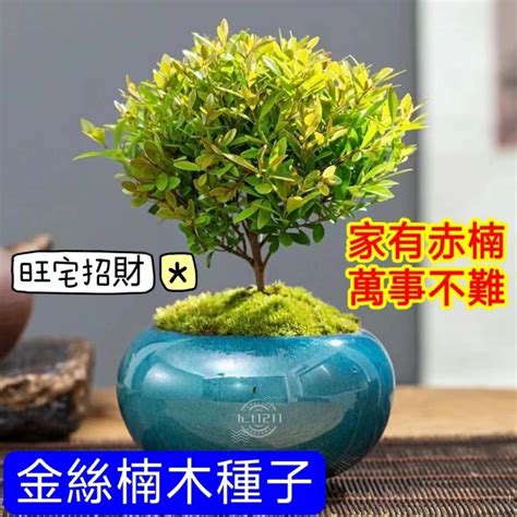 金絲楠木種子稀有名貴楠樹種子 招財鎮宅 比香水還香 四季常綠 盆栽植物多年生種植小院種植 蝦皮購物