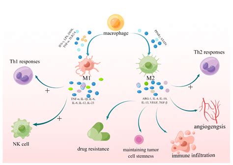 The Importance Of M1 And M2 Polarized Macrophages In Glioma And As