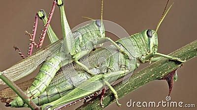 Mating Green Grasshoppers Close Up Sex Stock Video Video Of Footage Nature