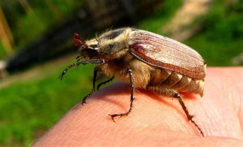 June Bug Cockchafer May Beetle Chafer Beetle Lifestyle Habitat
