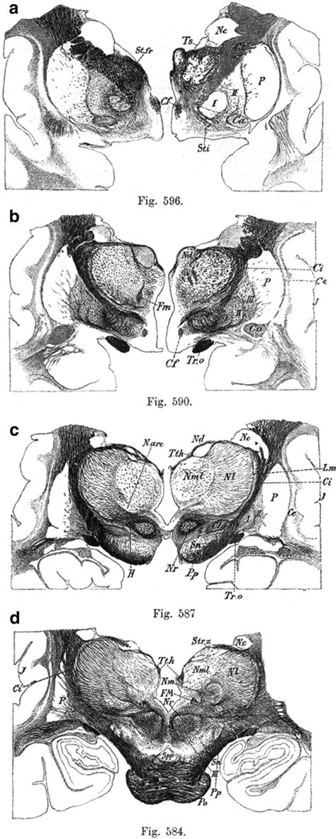 Drawings Of Coronal Human Brain Sections Depicting The Thalamus From