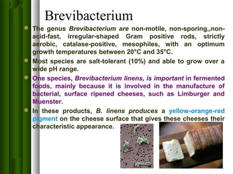 Classification Of Lactic Acid Bacteria Ppt