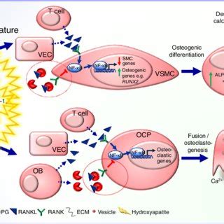 Intimal And Medial Vascular Calcification In Peripheral Arteries Download Scientific Diagram