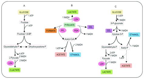 Catabolic Pathways Of Glucose Fermentation By Lactic Acid Producing