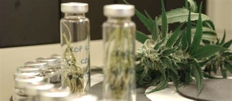 O Que é Canabidiol Cbd Pra Que Serve Onde Comprar E Preço
