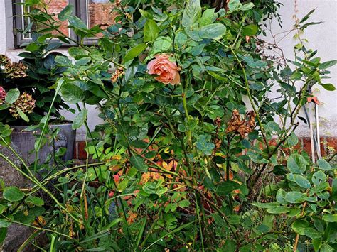 [사진] 황금빛으로 물든 구례 사포마을 다랭이논