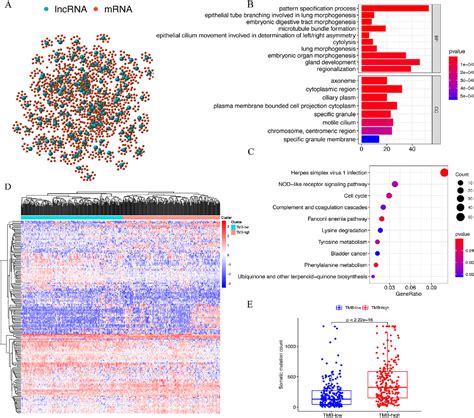 Figure 2 From A Novel Tumor Mutation Related Long Non Coding Rna