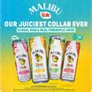 Malibu Dole Variety Pack 8pk 12oz Can Malibu Bevmo
