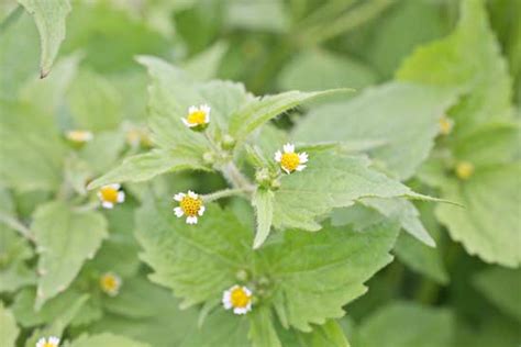 ハキダメギク（掃溜菊）