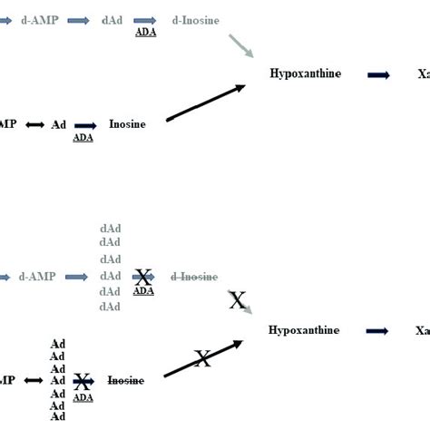 Within The Solid Box A Partial Dna Sequence Of Ada2 Gene Is Reported