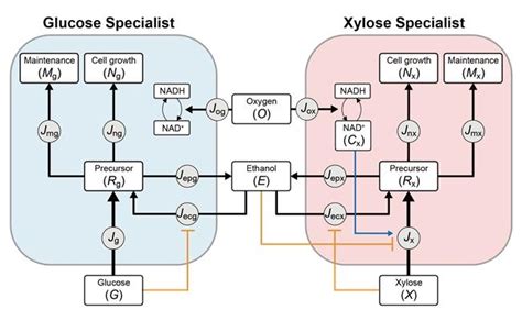 고효율 바이오연료 생산 합성 미생물 생태계 플랫폼 개발 나무뉴스