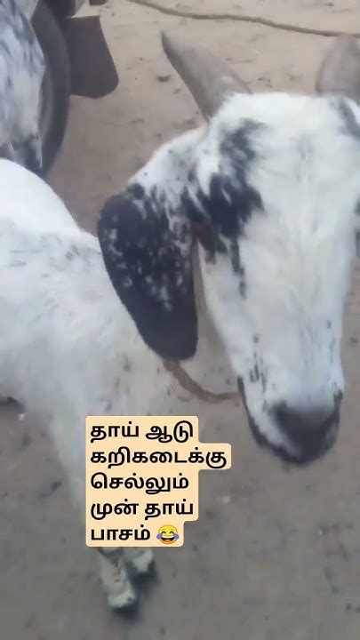 பால் குடி மறக்கும் முன் தாயிடம் வாங்கும் கடைசி முத்தம்😂🙏 Youtube