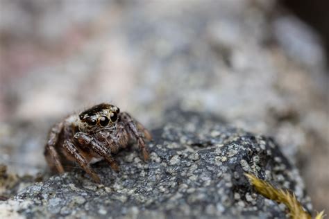 43 Best U Bug Photographer Images On Pholder Macro Porn Spiders And Spiderbro