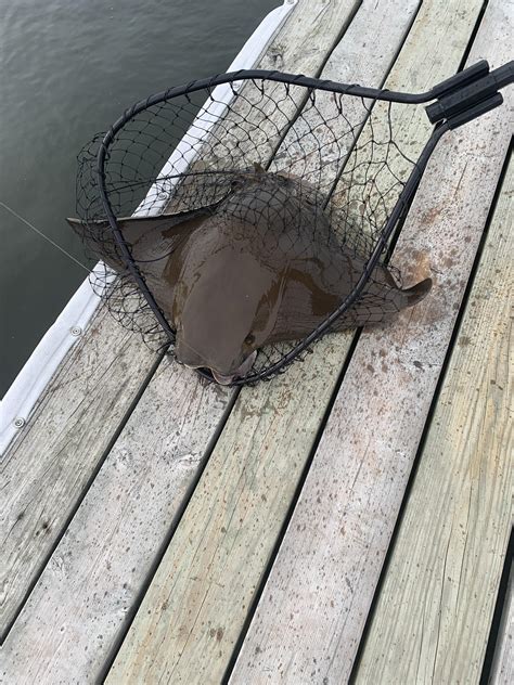 Identify This Fish Rfishing