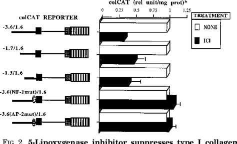 Figure 1 From Suppression Of Stellate Cell Type I Collagen Gene Expression Involves Ap 2