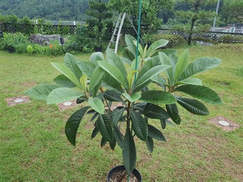 비파나무 키우기 비파 씨앗 나눔 7분 선착순 네이버 블로그